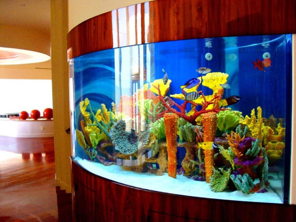 Show Your Fish Some Love With These Aquarium Maintenance Tips for ...