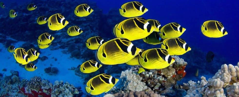 Rare Tropical Fish - Gorgeous Rare Tropical Fishes Available Online ...