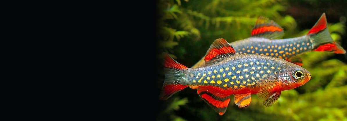 Custom Aquarium Design | Aquatech Aquarium Service